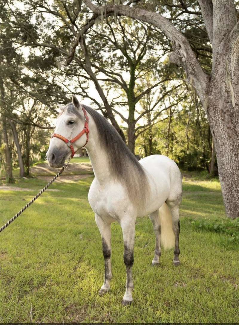 Codiciado De Santiago Stunning Grey Andalusian Stallion for Stud/Maquilas.