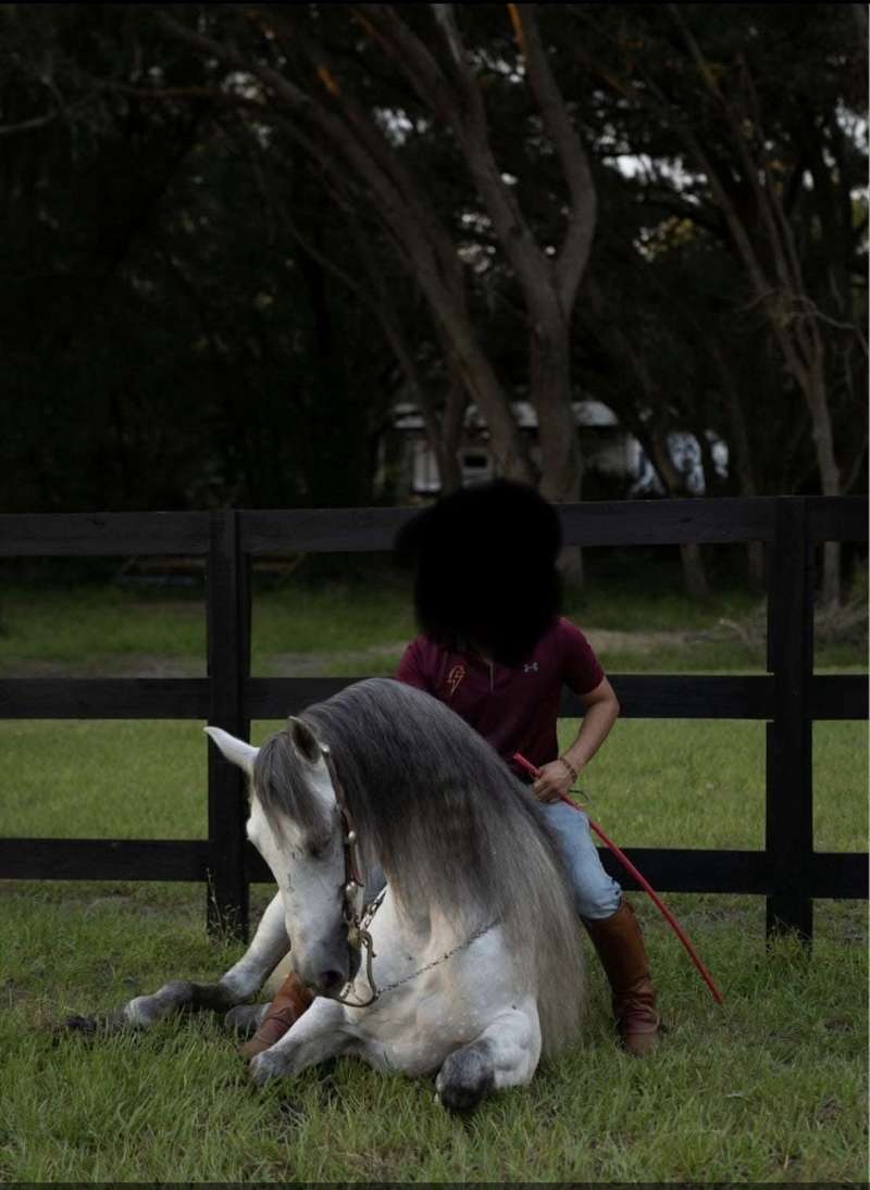 Codiciado De Santiago Stunning Grey Andalusian Stallion for Stud/Maquilas.