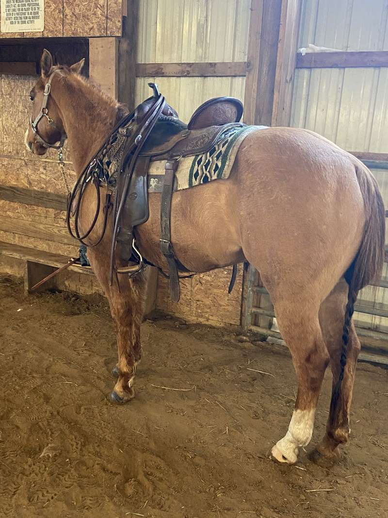 Red Dun AQHA Gelding