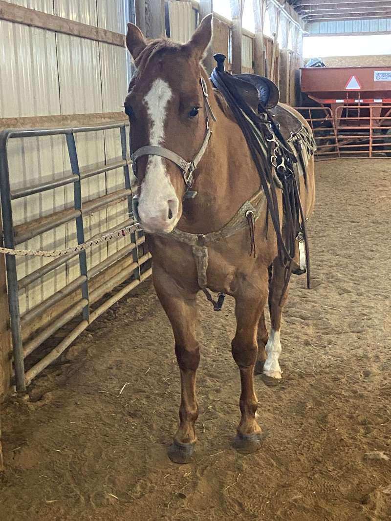 Red Dun AQHA Gelding
