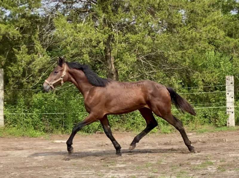 2023 Cleveland Bay Colt: Sa Winston