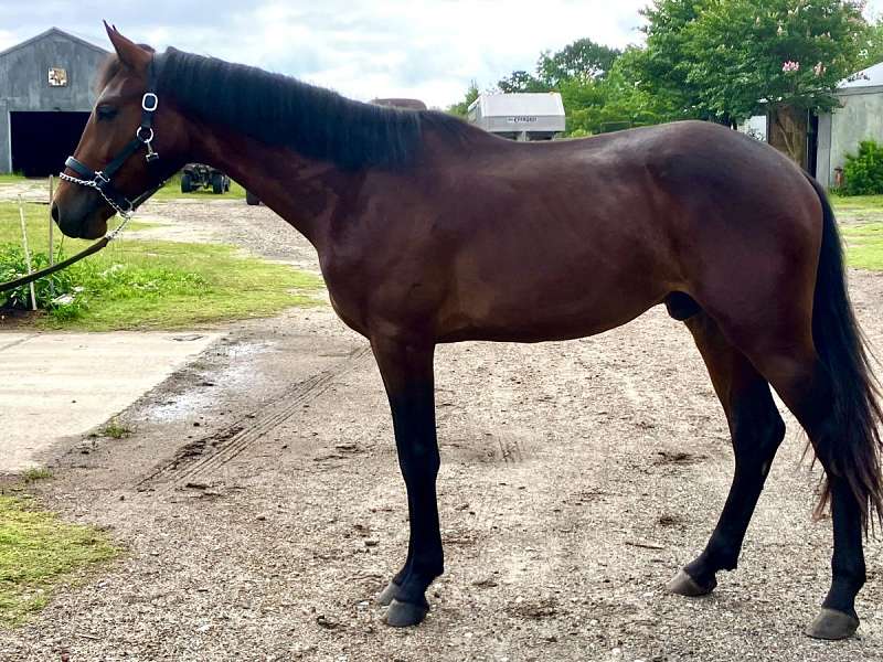 2023 Cleveland Bay Colt: Sa Winston