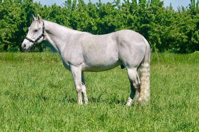 Gorgeous Grey Azteca Gelding. Arena, Trails, Camping, English/Western