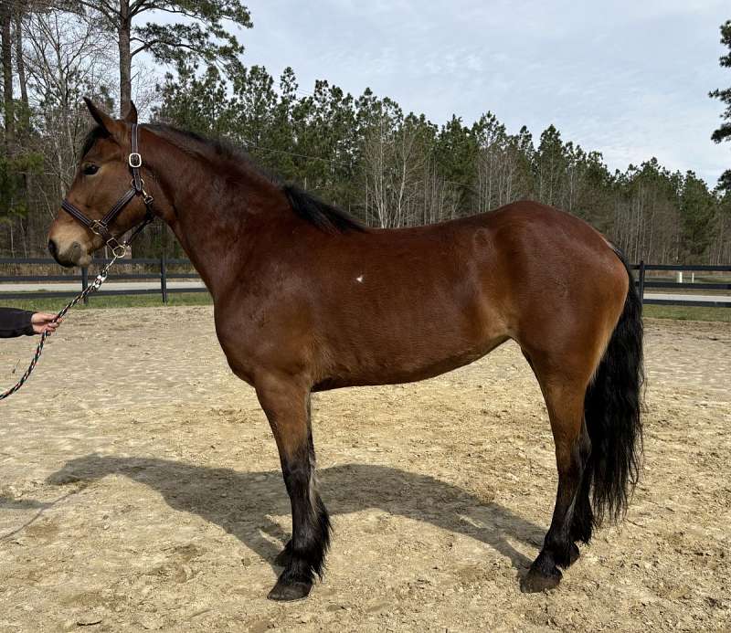 Friesian Haflinger Cross