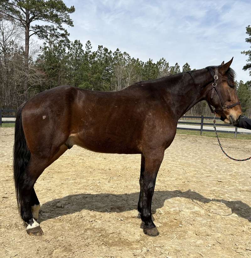 Bay Crossbred Gelding