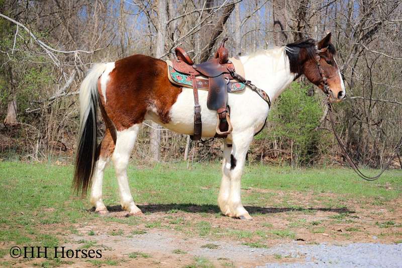 Flashy Bay and White Tobiano Paint Gelding, Trail Horse, Flashy and Fun