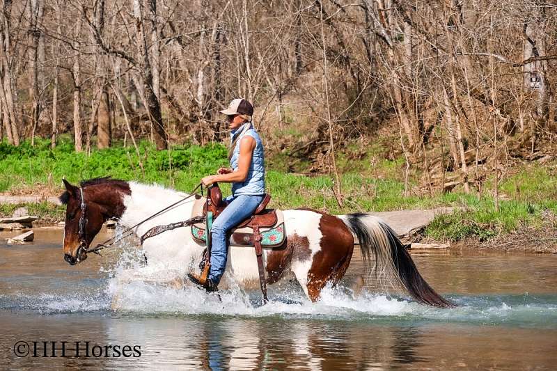 Flashy Bay and White Tobiano Paint Gelding, Trail Horse, Flashy and Fun