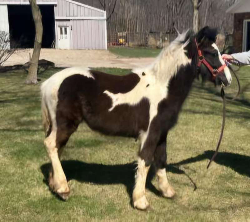 Gypsy Vanner X Paint Pony Cross