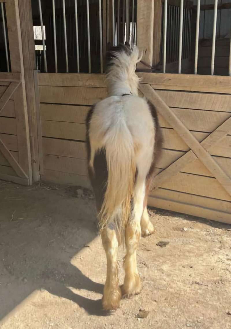 Gypsy Vanner X Paint Pony Cross