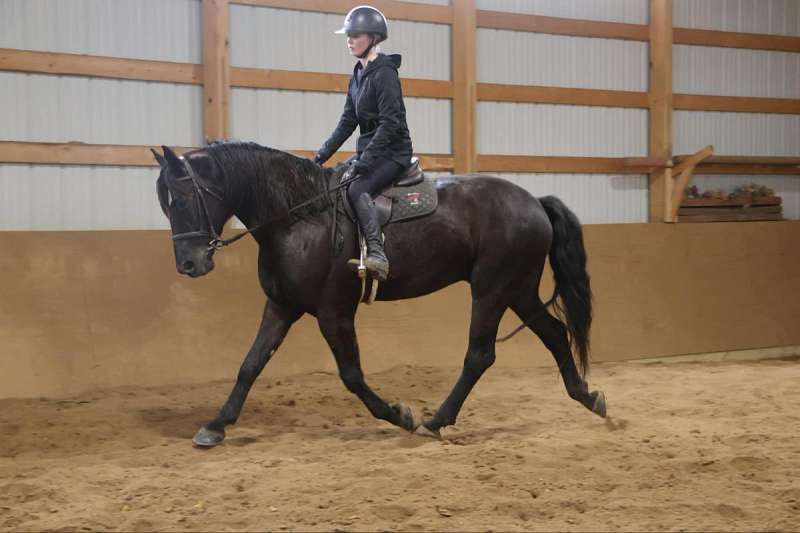 Online Auction, Family Safe, Ranch/Trail Horse!