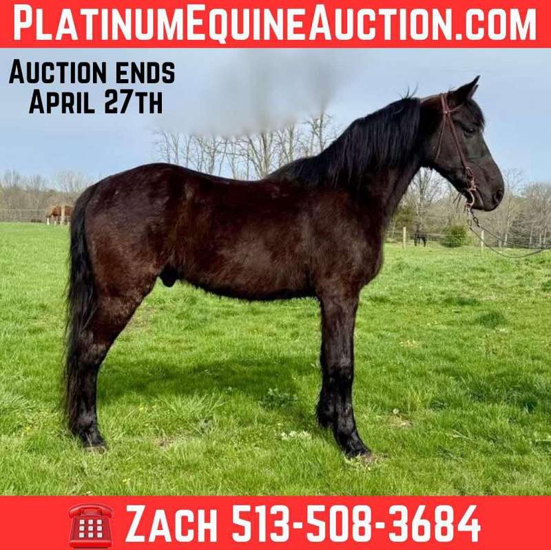 4-Beat Trail Horse Deluxe, Family Safe Online Auction!