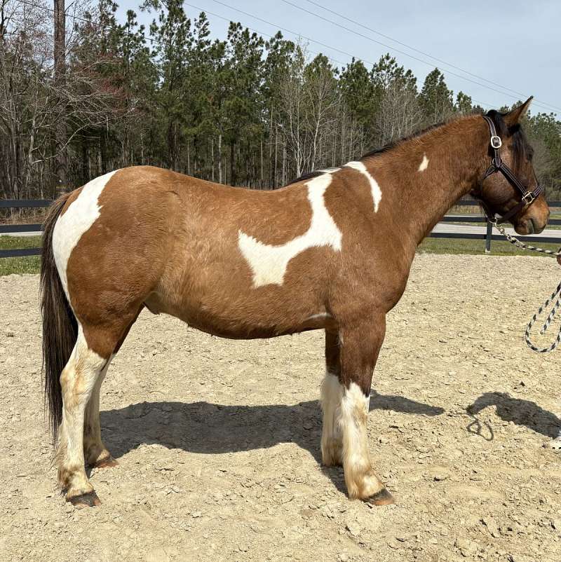 Registered Paint Gelding