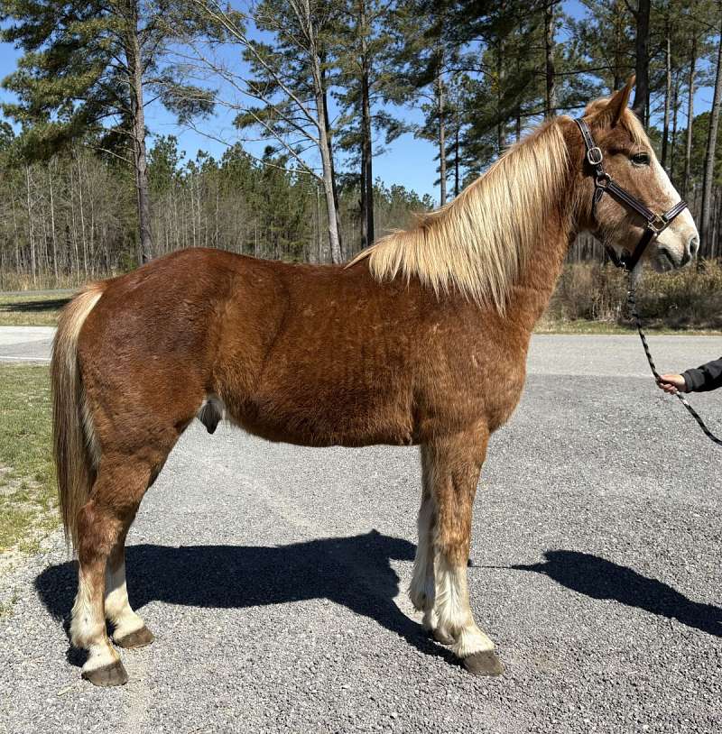 Belgian Haflinger Cross