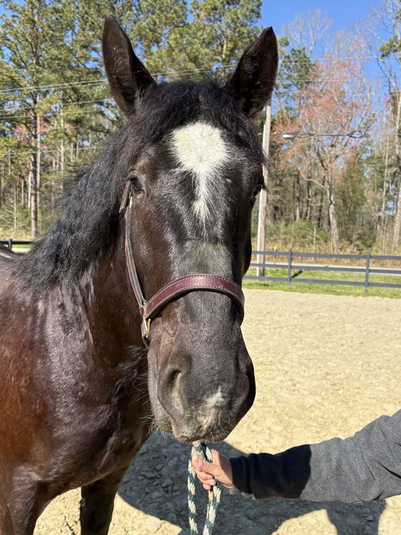 Percheron QH Cross
