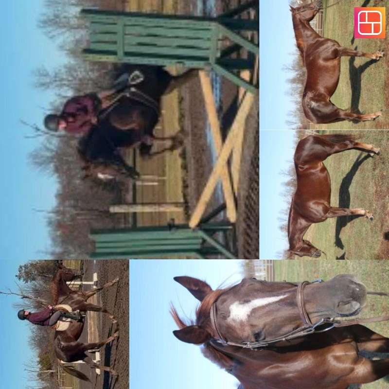 The Glamorous – a 2020 AQHA Registered Mare