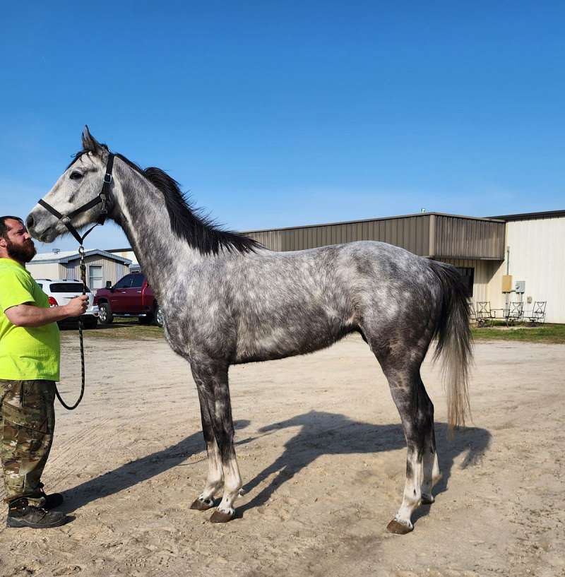 Tippy- 4yo Grey OTTB Gelding