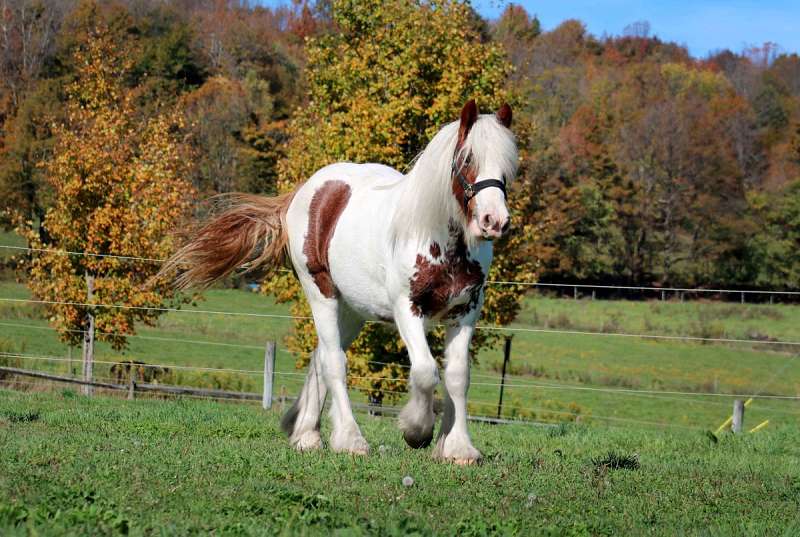 Whr Peach Perfect - Yearling Filly