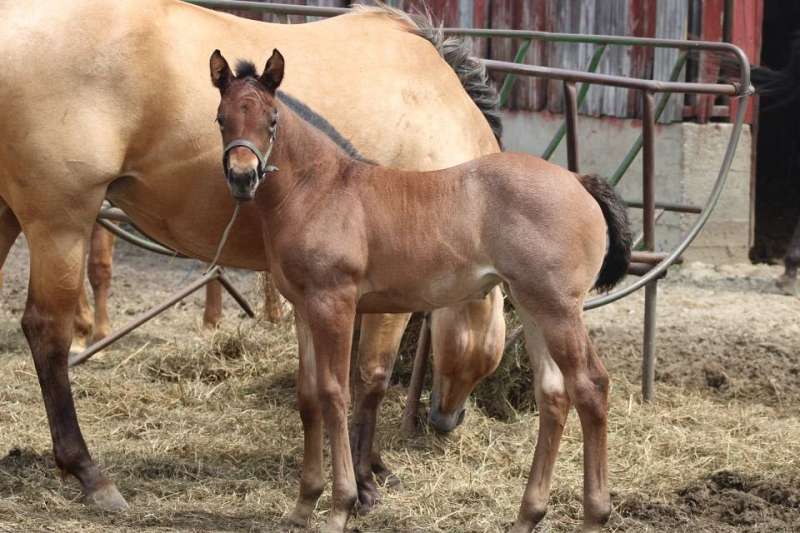 Well Bred AQHA Buckskin Mare in Foal to Son of Peptoboonsmal