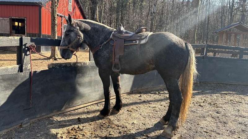 Stunning Dapple Grey Percheron