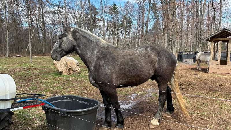 Stunning Dapple Grey Percheron