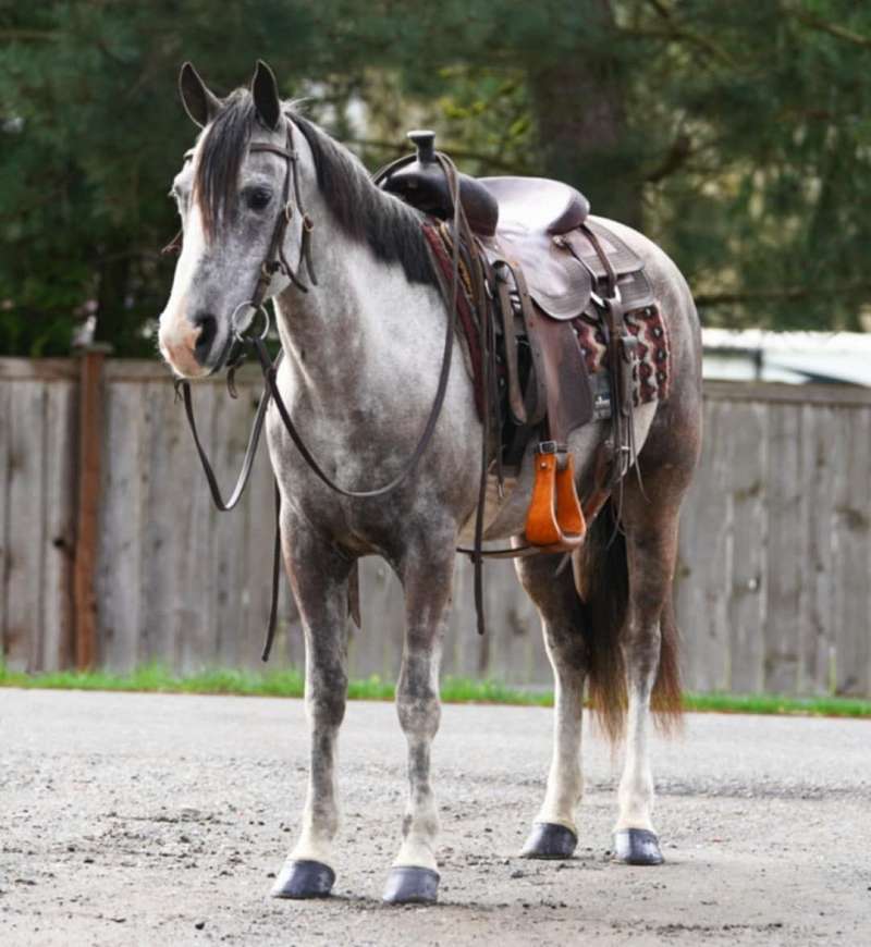 Super Smooth Deluxe Trail Mare