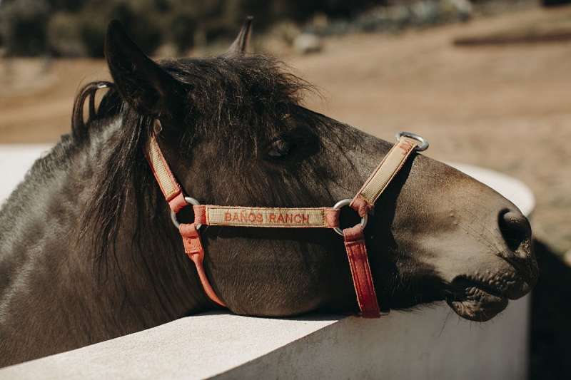 5-Year-Old Registered Andalusian Stallion - Semental Andaluz De 5 Años