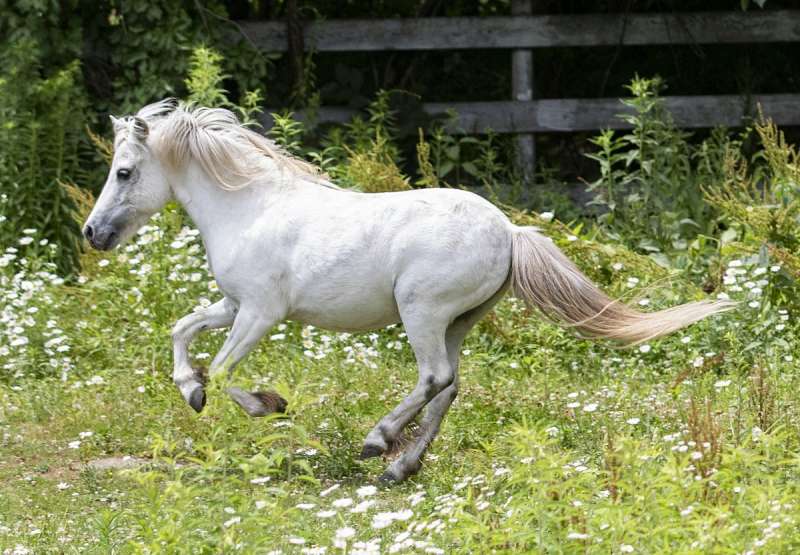 Adorable, Sweet Miniature Horse