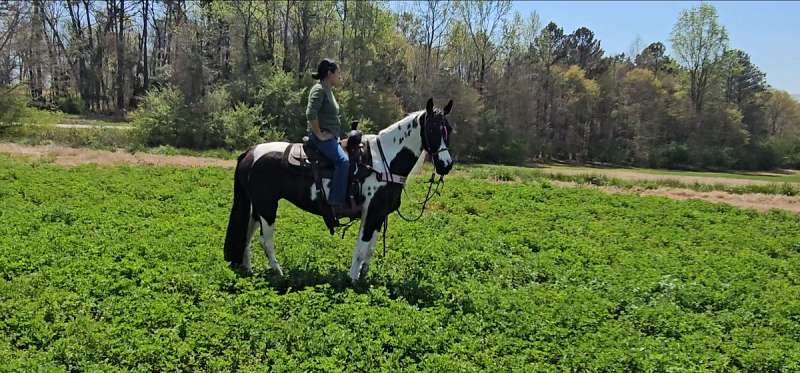 Boujee, Gorgeous, Flashy, Super Smooth Gaited, Trail, Show, Spotted Mare