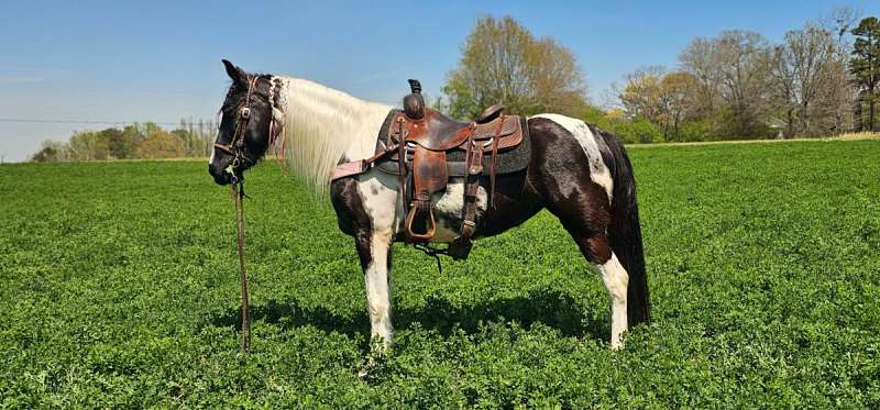 Boujee, Gorgeous, Flashy, Super Smooth Gaited, Trail, Show, Spotted Mare