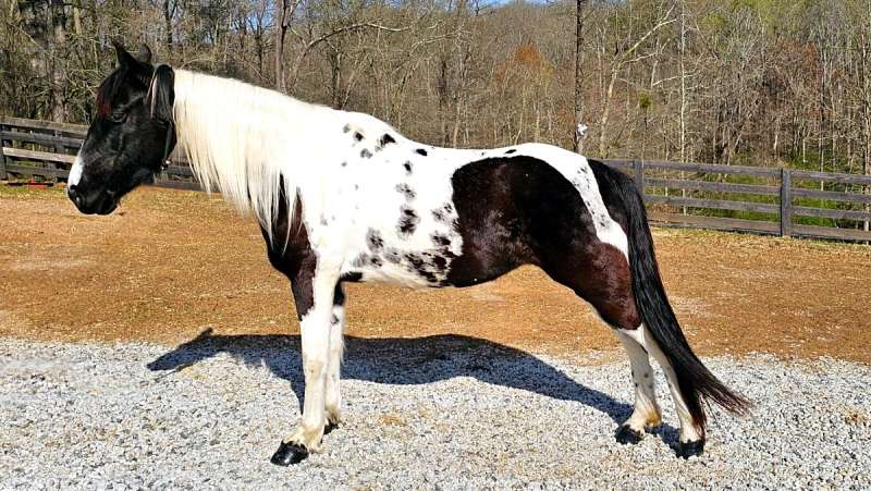 Boujee, Gorgeous, Flashy, Super Smooth Gaited, Trail, Show, Spotted Mare