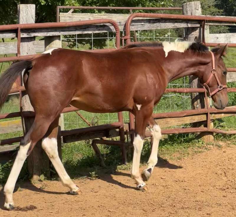 Fancy Bay Tobiano APHA Filly- Well Bred, Well Built and Beautifully Marked