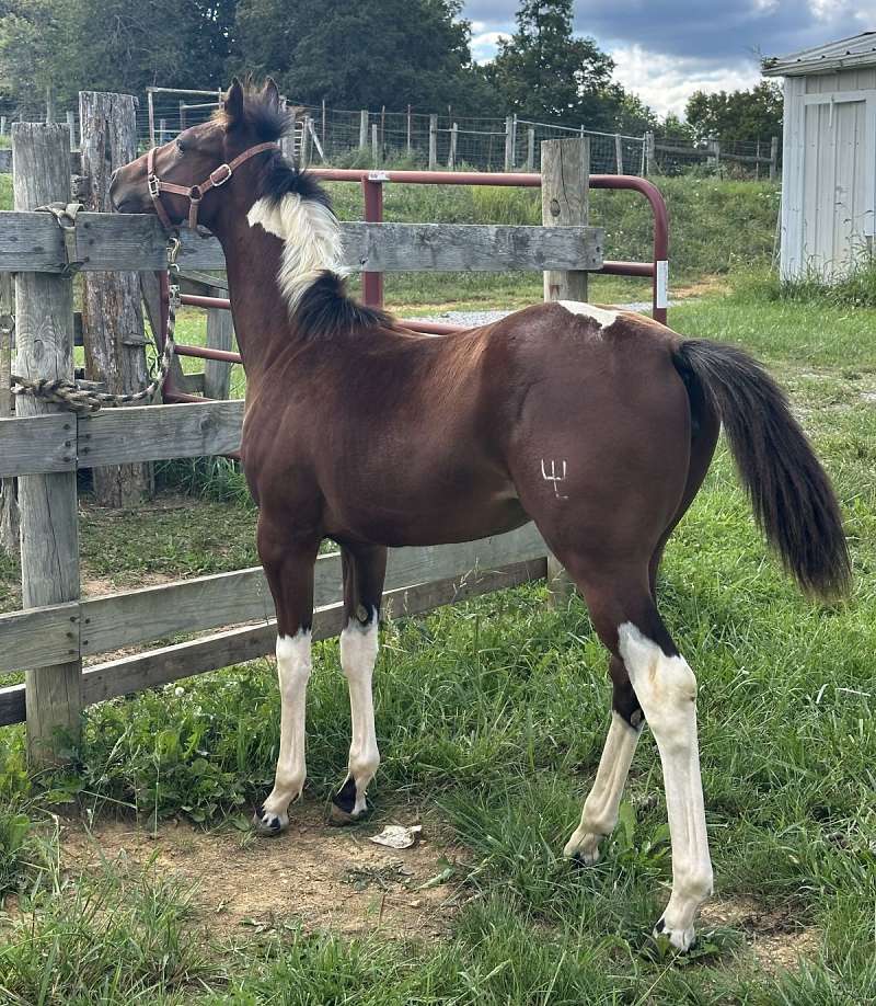 Fancy Bay Tobiano APHA Filly- Well Bred, Well Built and Beautifully Marked