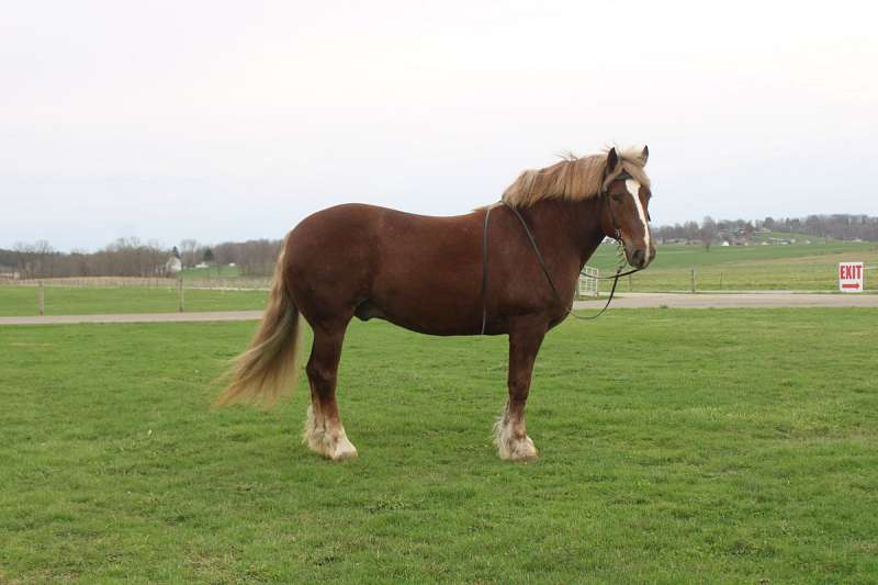 Kid Broke Draft Cross