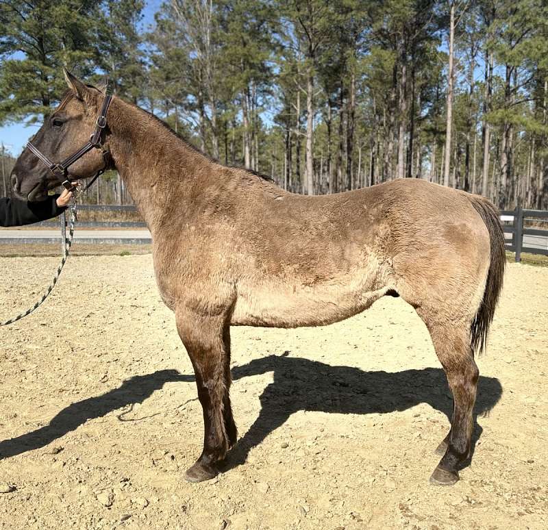 Grulla QH Gelding