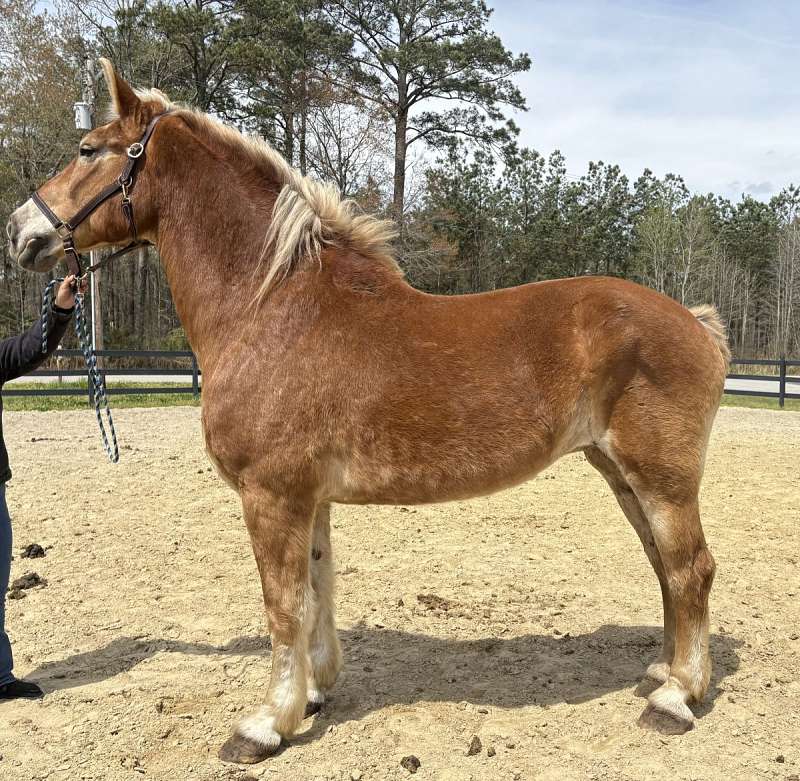 Gentle Belgian Mare