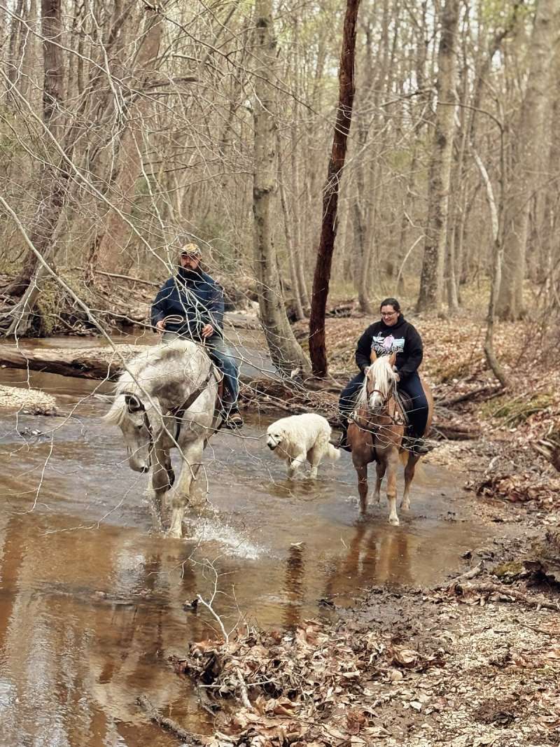 Gorgeous Beginner Safe Percheron Mare