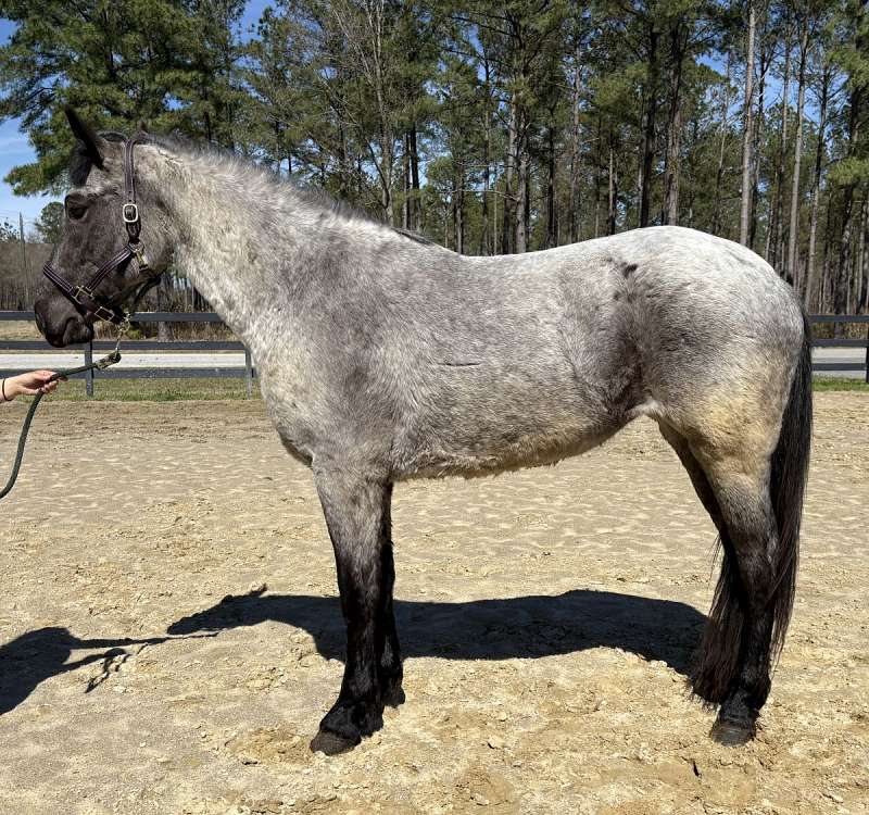 Percheron QH Mare