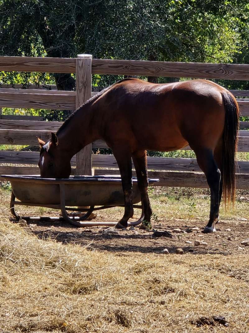 A Shining Smoke by a Vintage Smoke / 2023 AQHA Colt