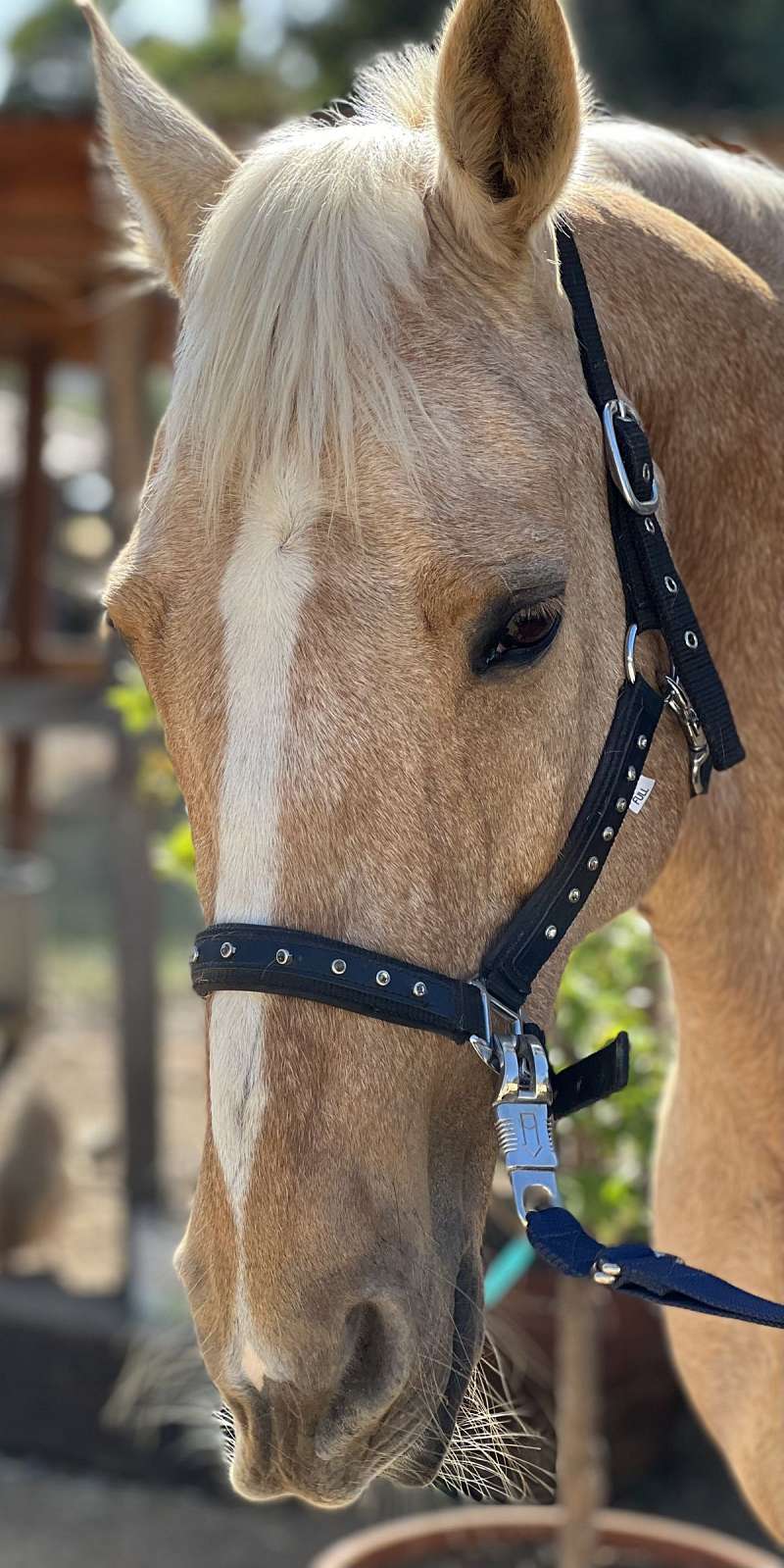 Beautiful Palomino Missouri Fox Trotter