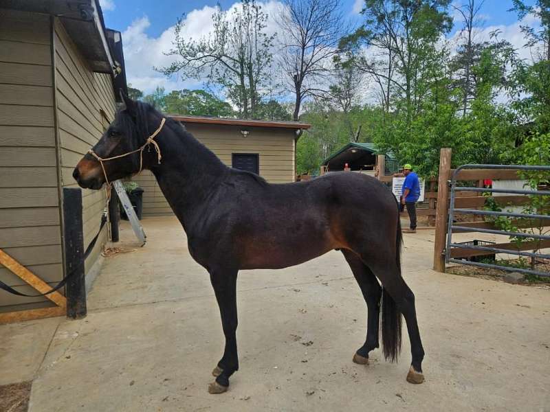 Colt Paso Fino Stallion