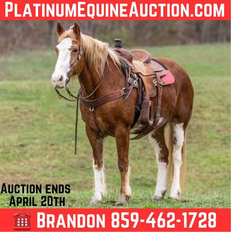 Ranch/Trail Horse, Safe, Broke Online Auction!