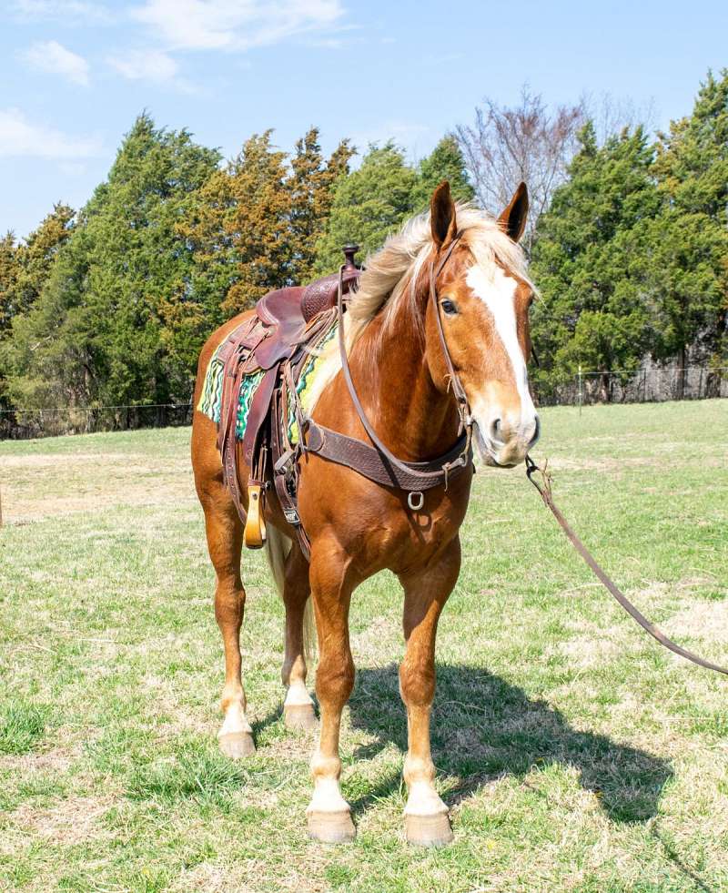 Fancy Draftcross, Ranch, Trail Horse, Family Safe, Broke, Online Auction!