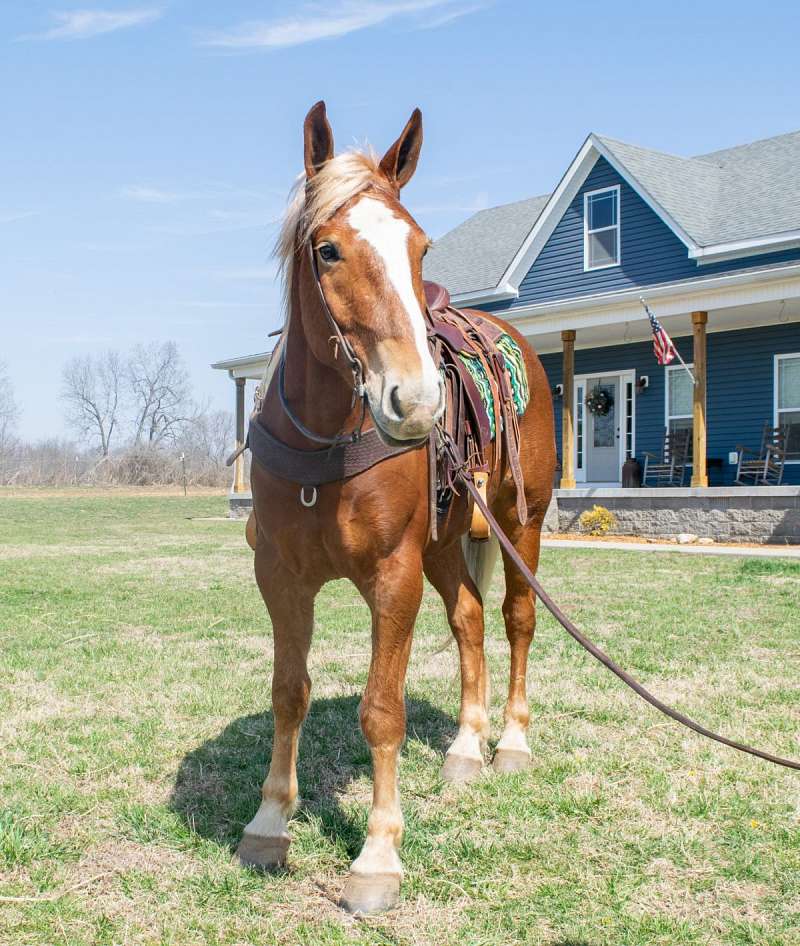 Fancy Draftcross, Ranch, Trail Horse, Family Safe, Broke, Online Auction!