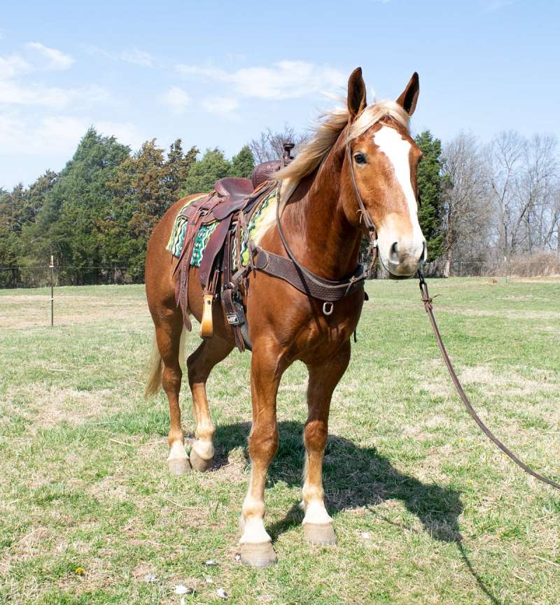 Fancy Draftcross, Ranch, Trail Horse, Family Safe, Broke, Online Auction!