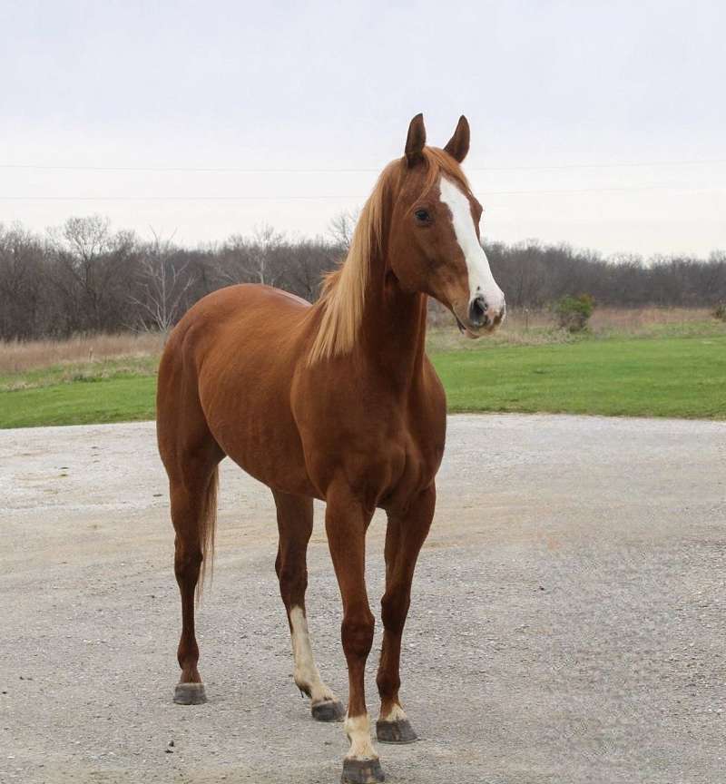 Ca Dashing Thunder - a Stunning AQHA Gelding