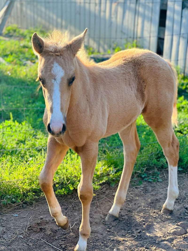 AQHA/Fqha Filly