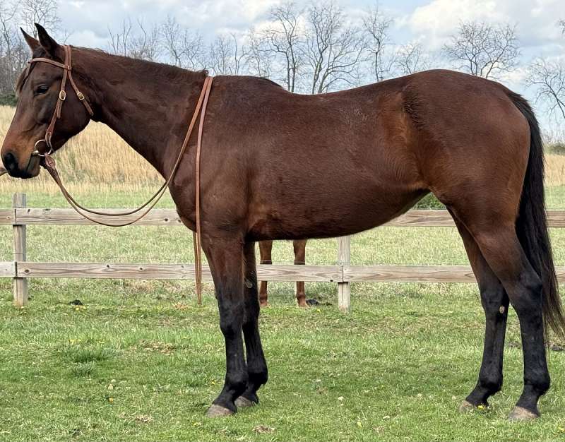 Rhythm..Stunning Beginner Friendly Pleasure/Trail/Show Mare