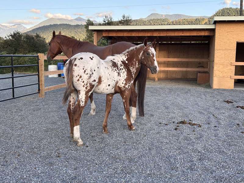 2 Year Old Appaloosa Gelding