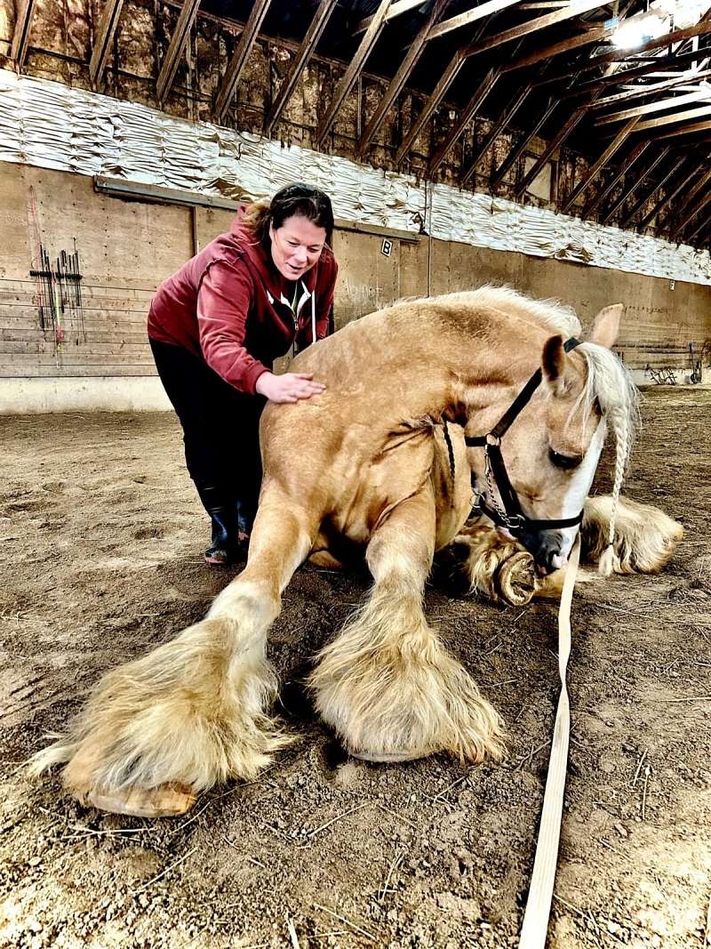 King Apollo Stars F1 Drum (Registered) F1 Destrier(Registered) Stallion