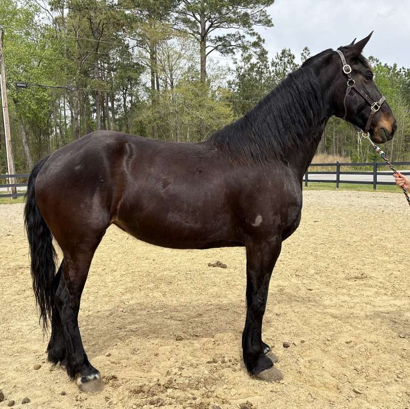 Percheron TB Mare